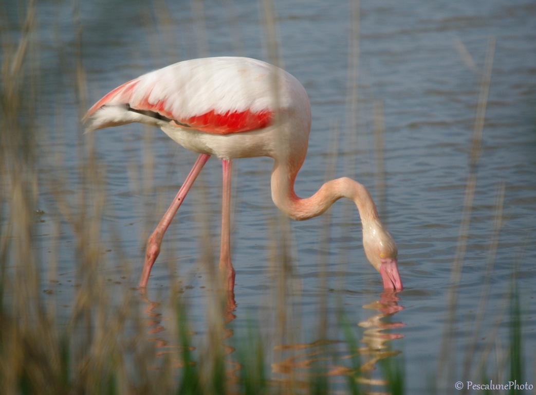 Pescalune Photo: Flamant rose (Phoenicopterus roseus), Greater Flamingo ...